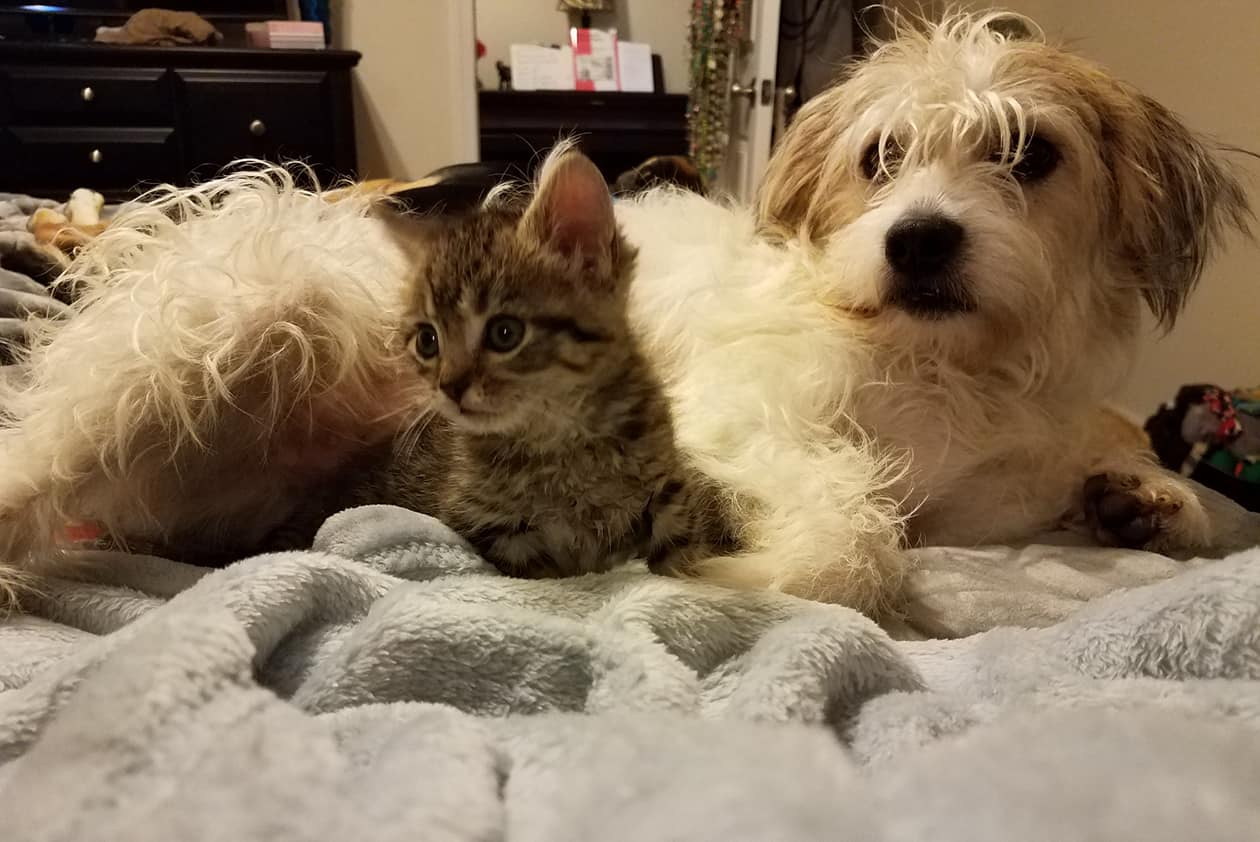 Lincoln - Fredericksburg SPCA