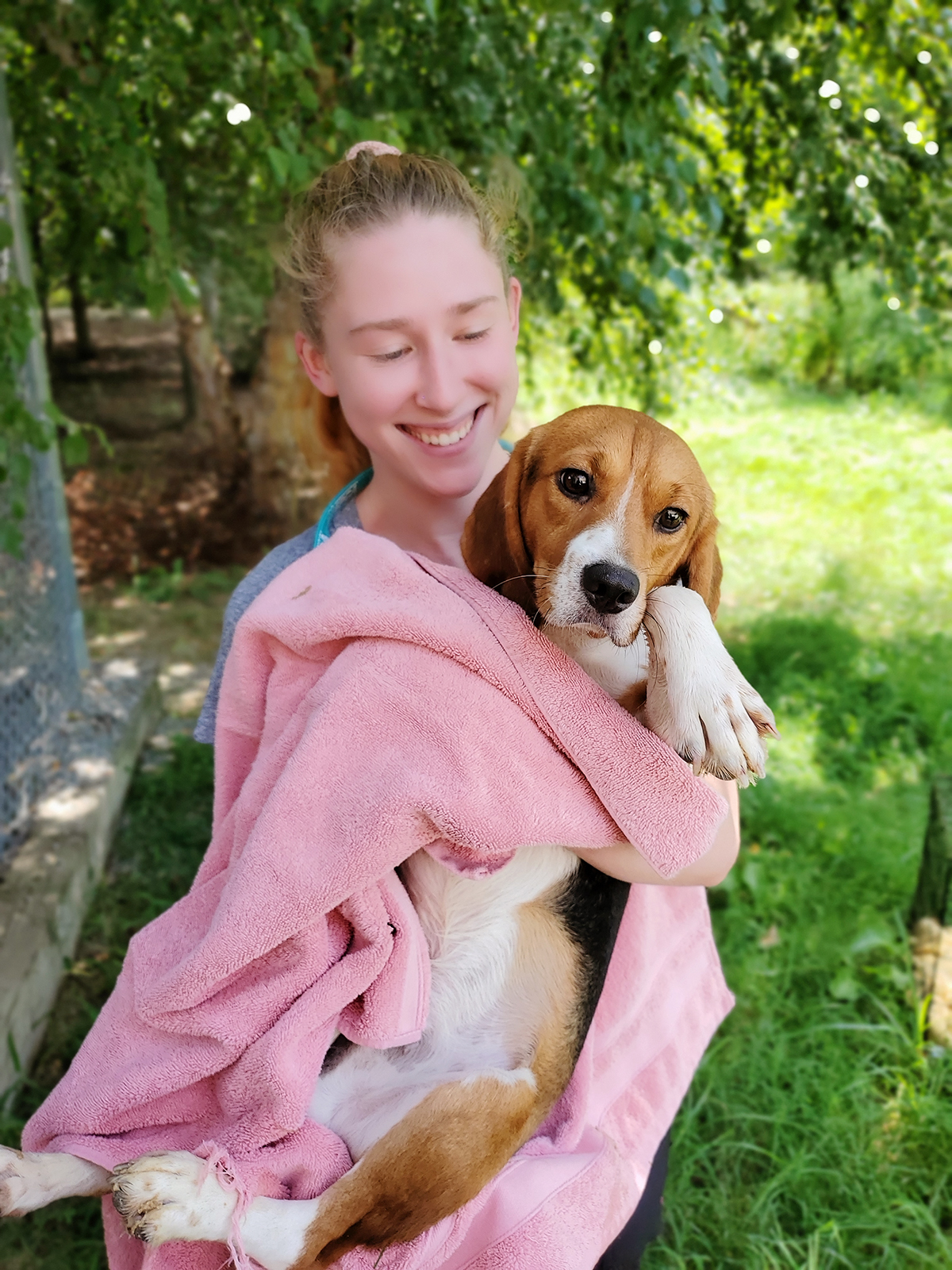 Envigo Beagles - Fredericksburg SPCA