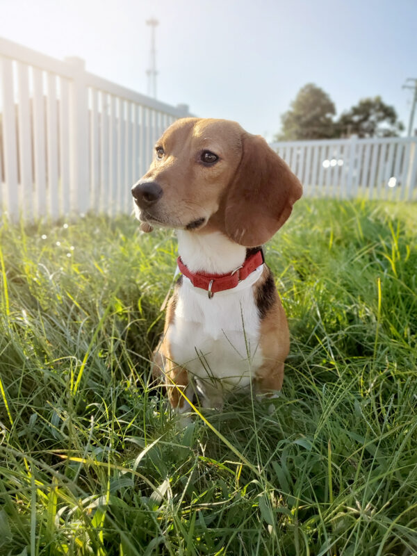 Envigo Beagles - Fredericksburg SPCA