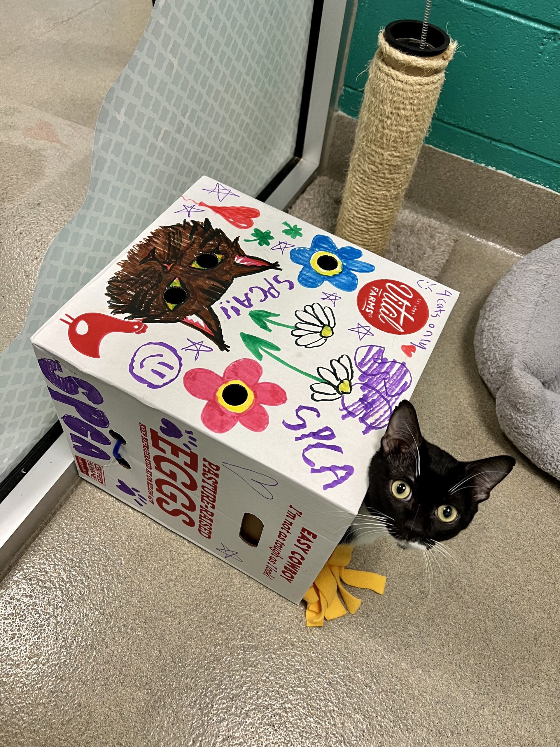 The Compassionate Code Inside Spca Boise S Ethical Standards For Animal ...