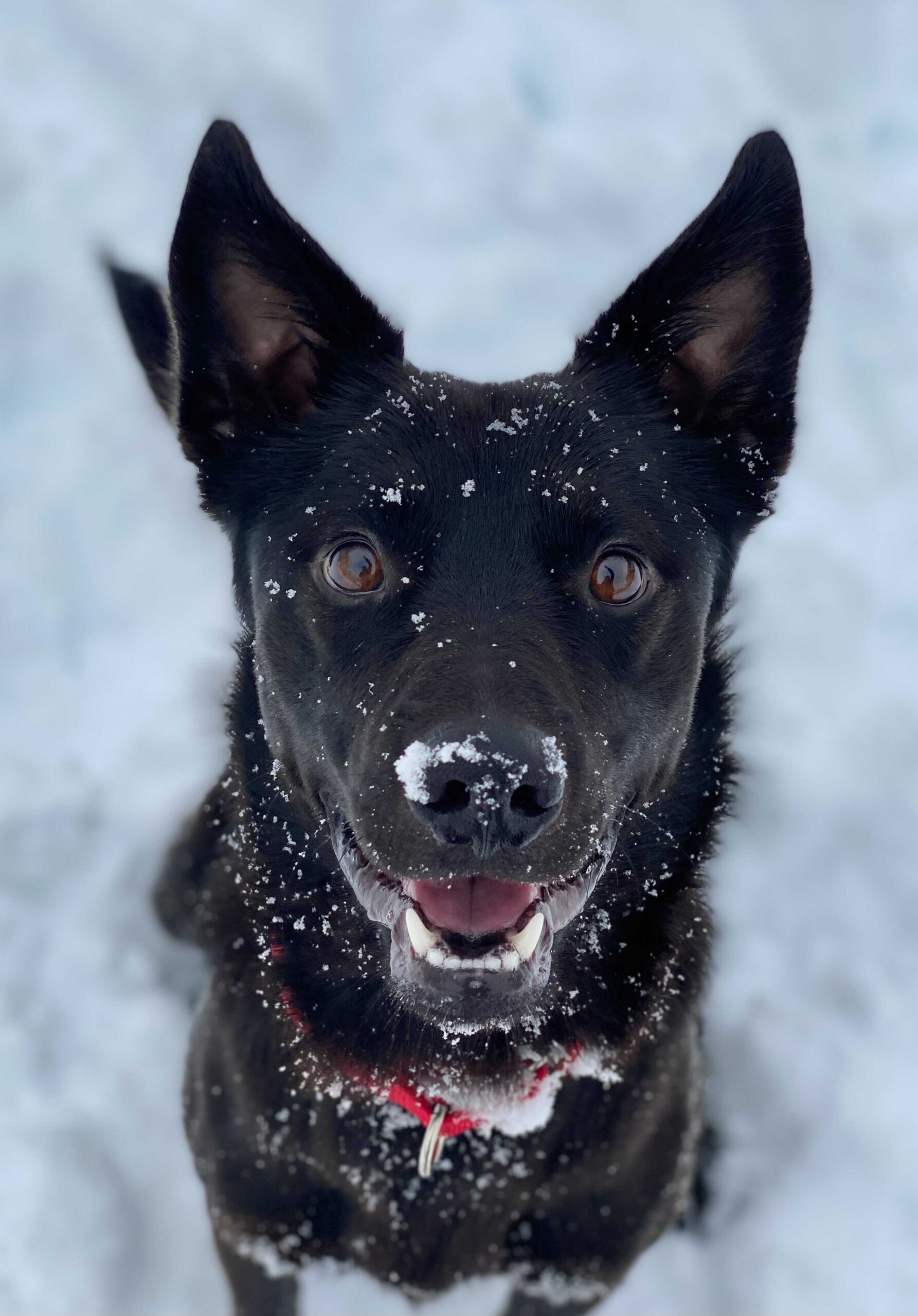 Cold Weather Tips - Fredericksburg SPCA